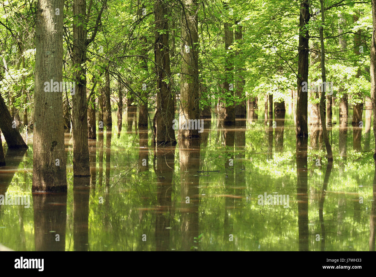 leaf environment enviroment tree reflection branch outdoor fresh water ...