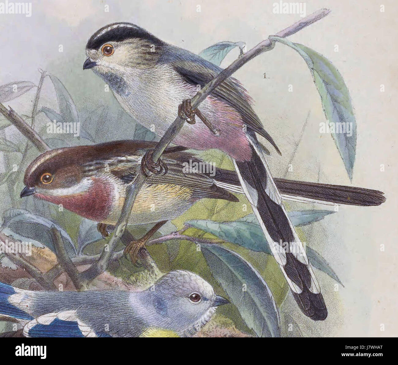 Aegithalos caudatus caudatus hi-res stock photography and images - Alamy