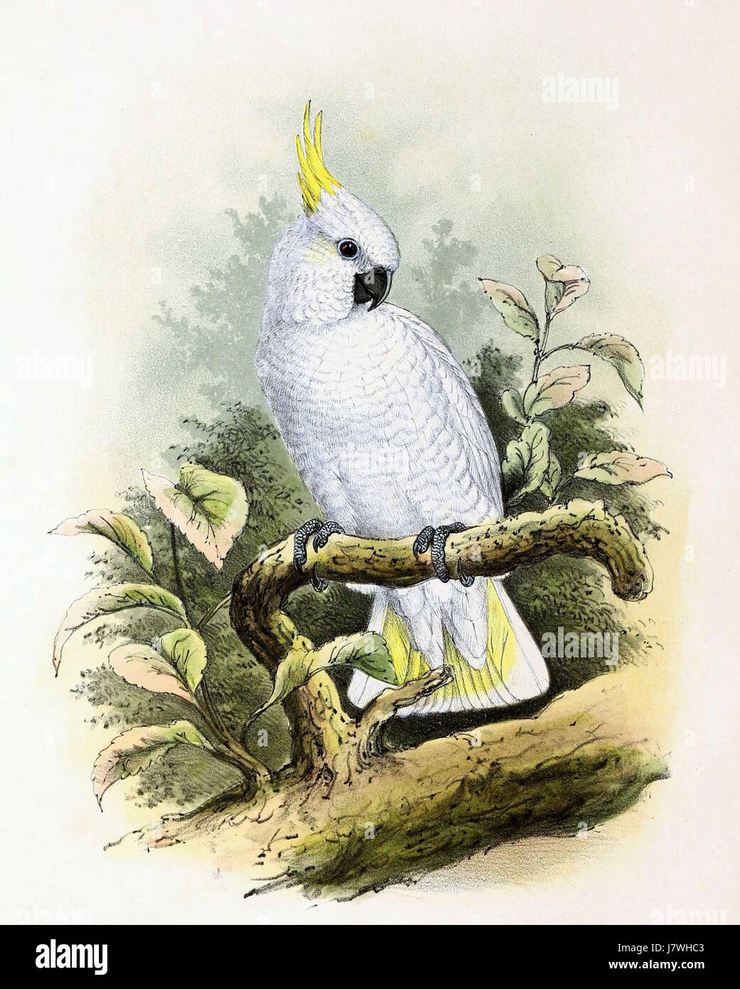 Cacatua galerita triton, commonly known as the Triton Cockatoo, is a ...