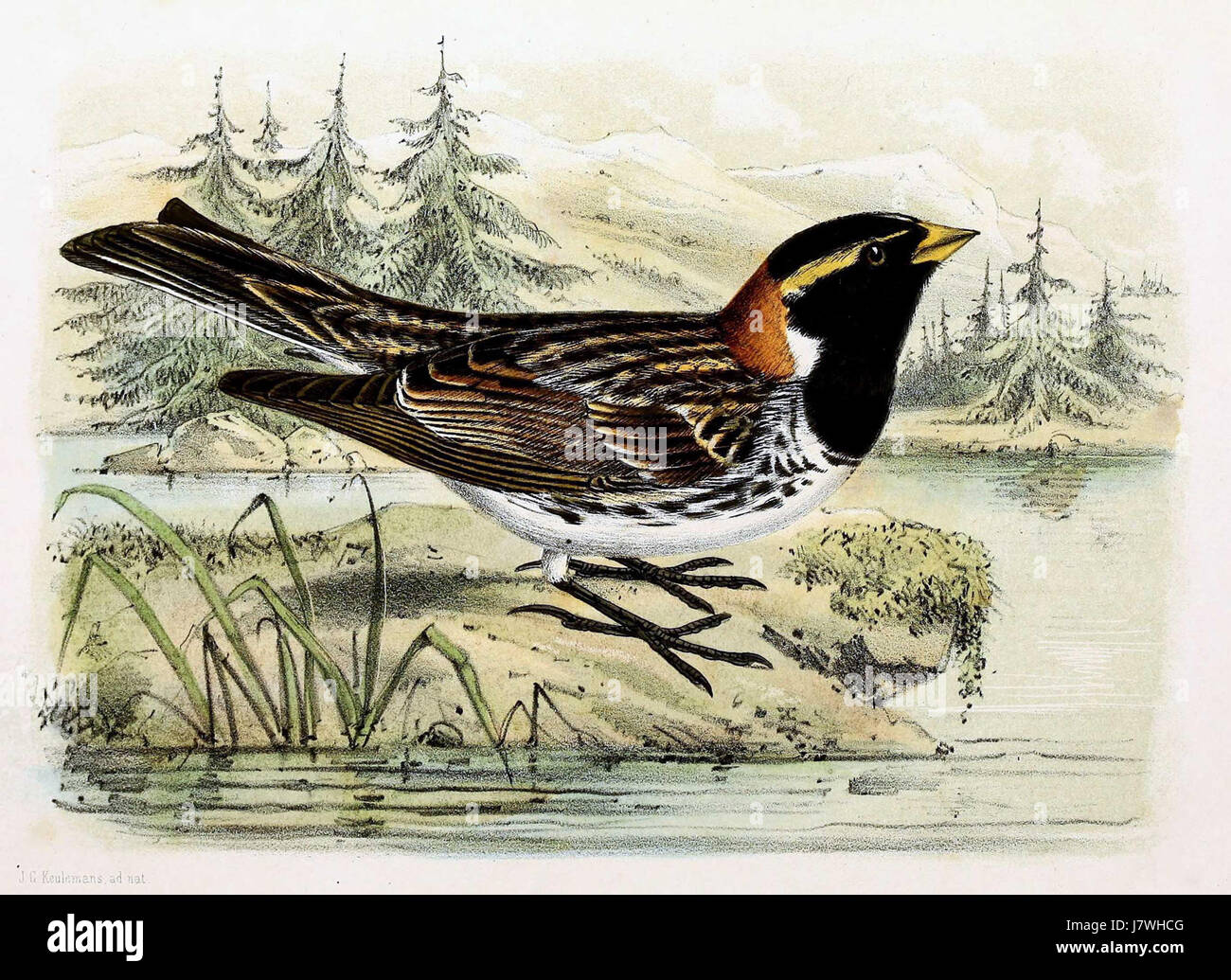 Calcarius lapponicus, also known as the Lapland longspur, is a bird ...