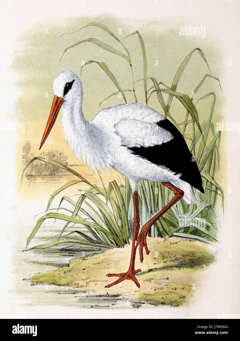 Ciconia ciconia 1869 Stock Photo - Alamy