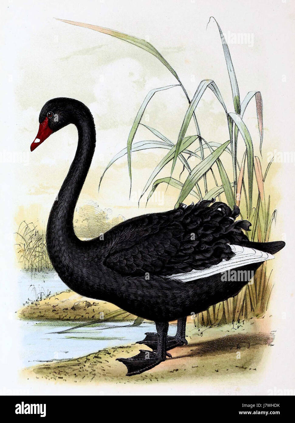 'Cygnus atratus,' commonly known as the black swan, is a species of ...