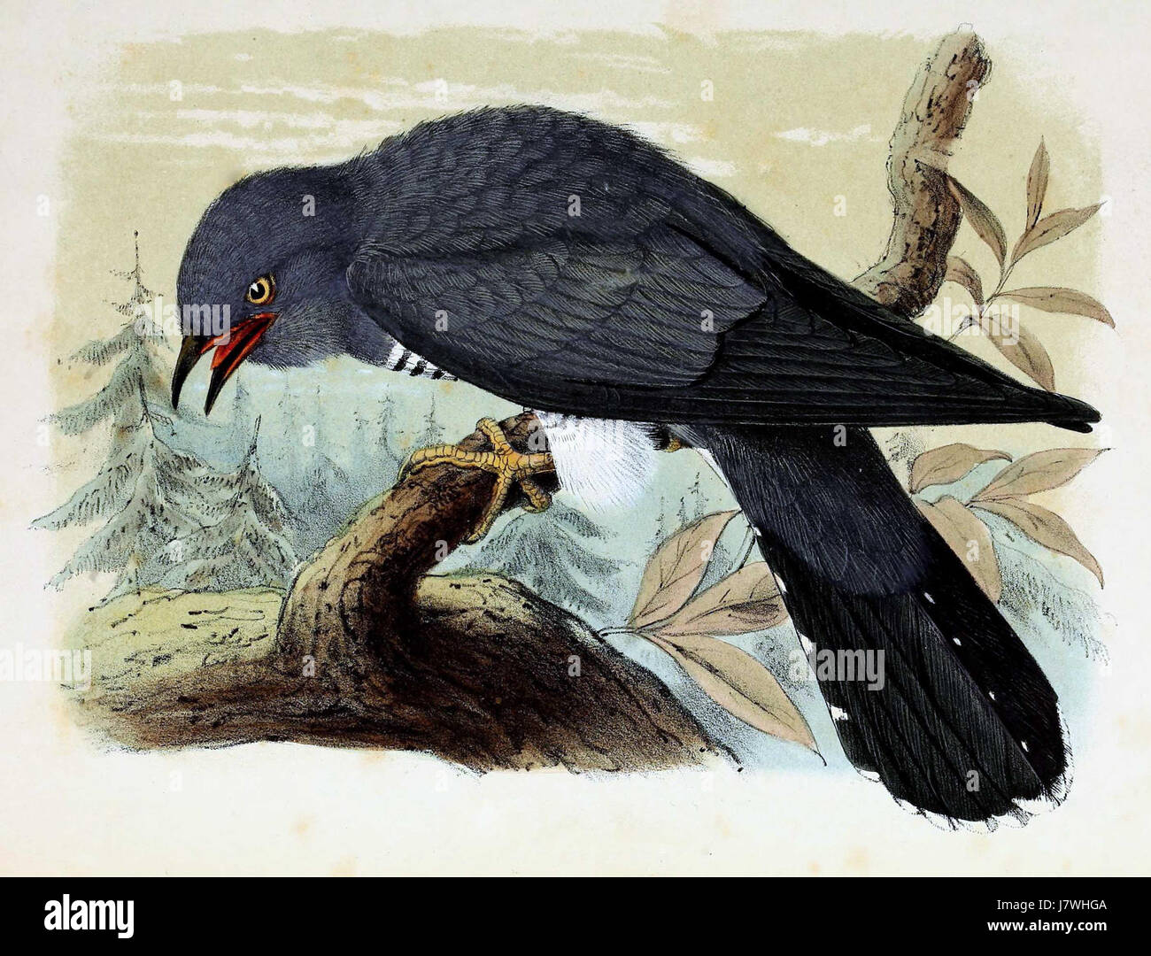 Cuculus canorus 1873 Stock Photo - Alamy