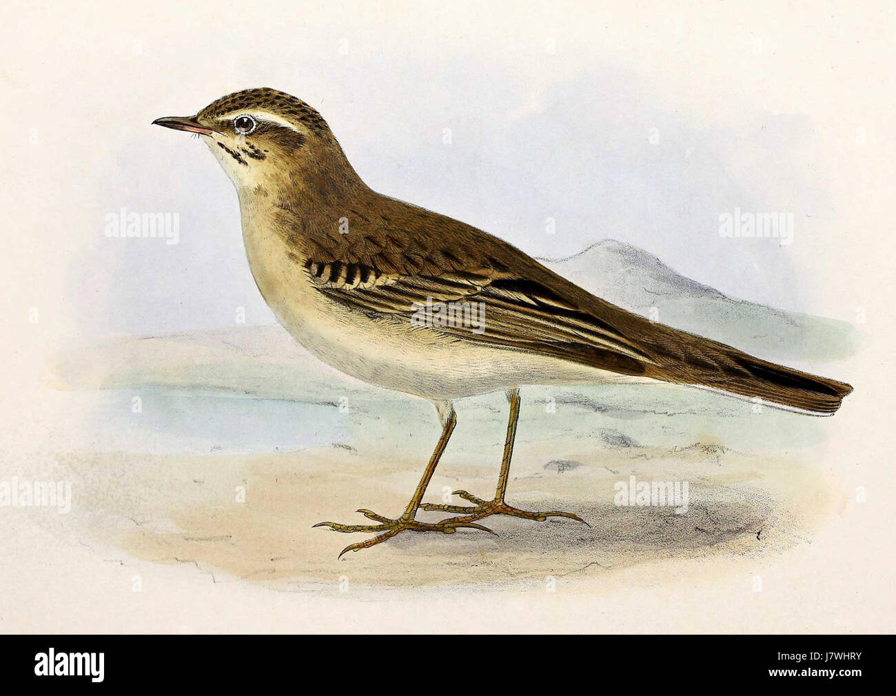 Anthus campestris, known as the Meadow Pipit, is a small bird species ...
