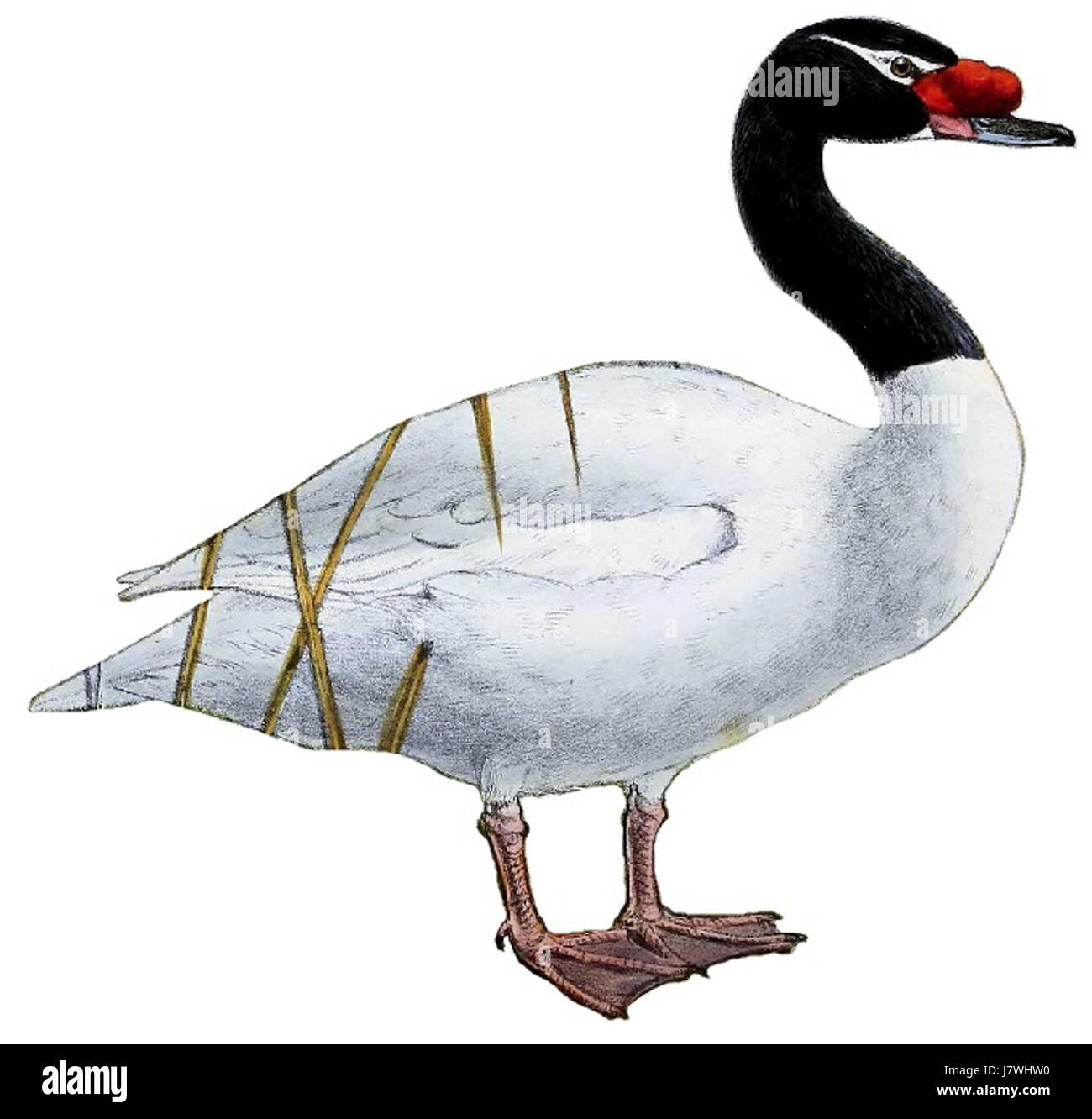 Provides habitat for for wildlife Cut Out Stock Images & Pictures - Alamy