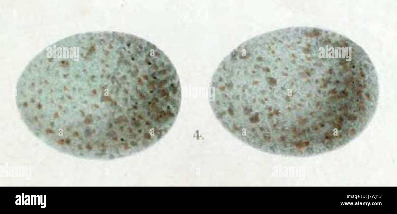 Clamator glandarius eggs 1853 Stock Photo - Alamy