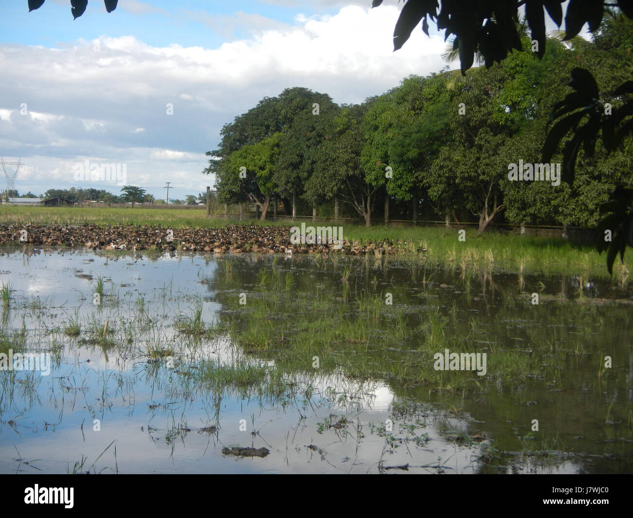 09984 Sitio Pinagpala Extension Bulualto San Miguel Bulacan Farm Market ...