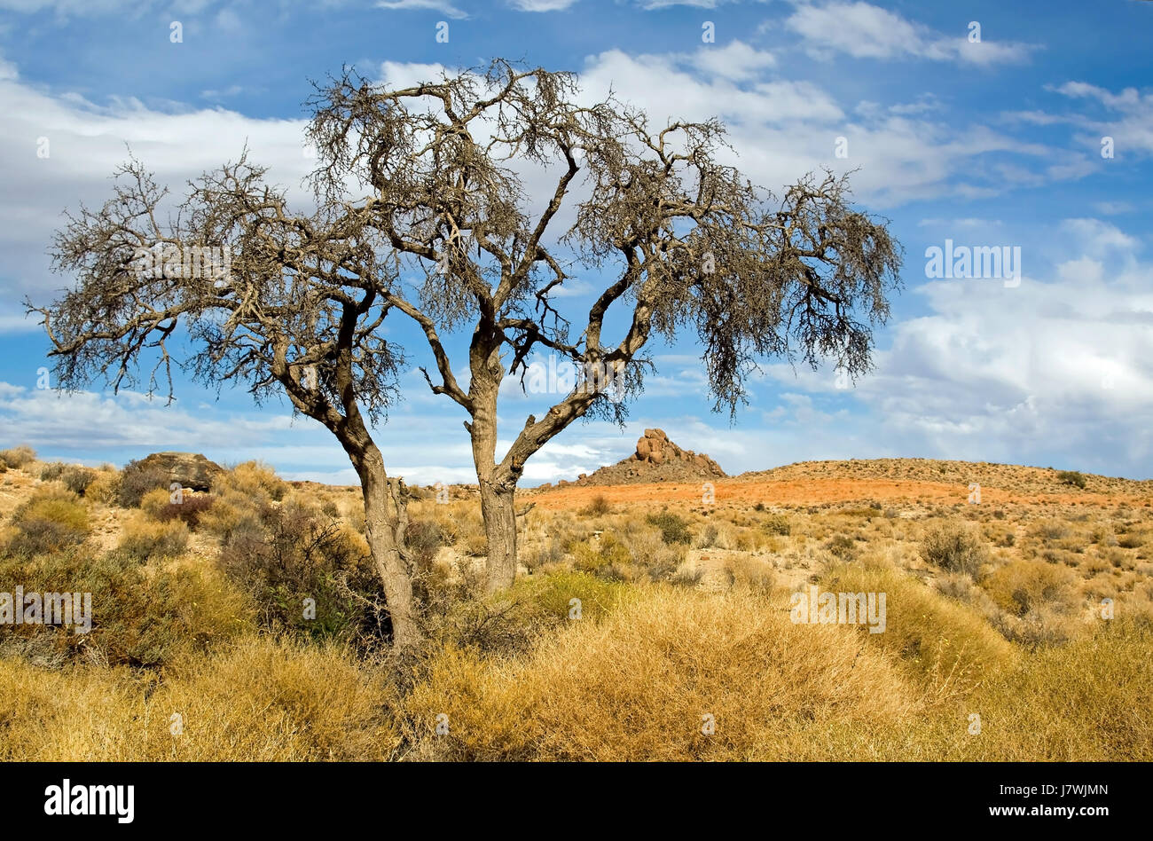 tree desert wasteland africa namibia width rock scenery countryside ...