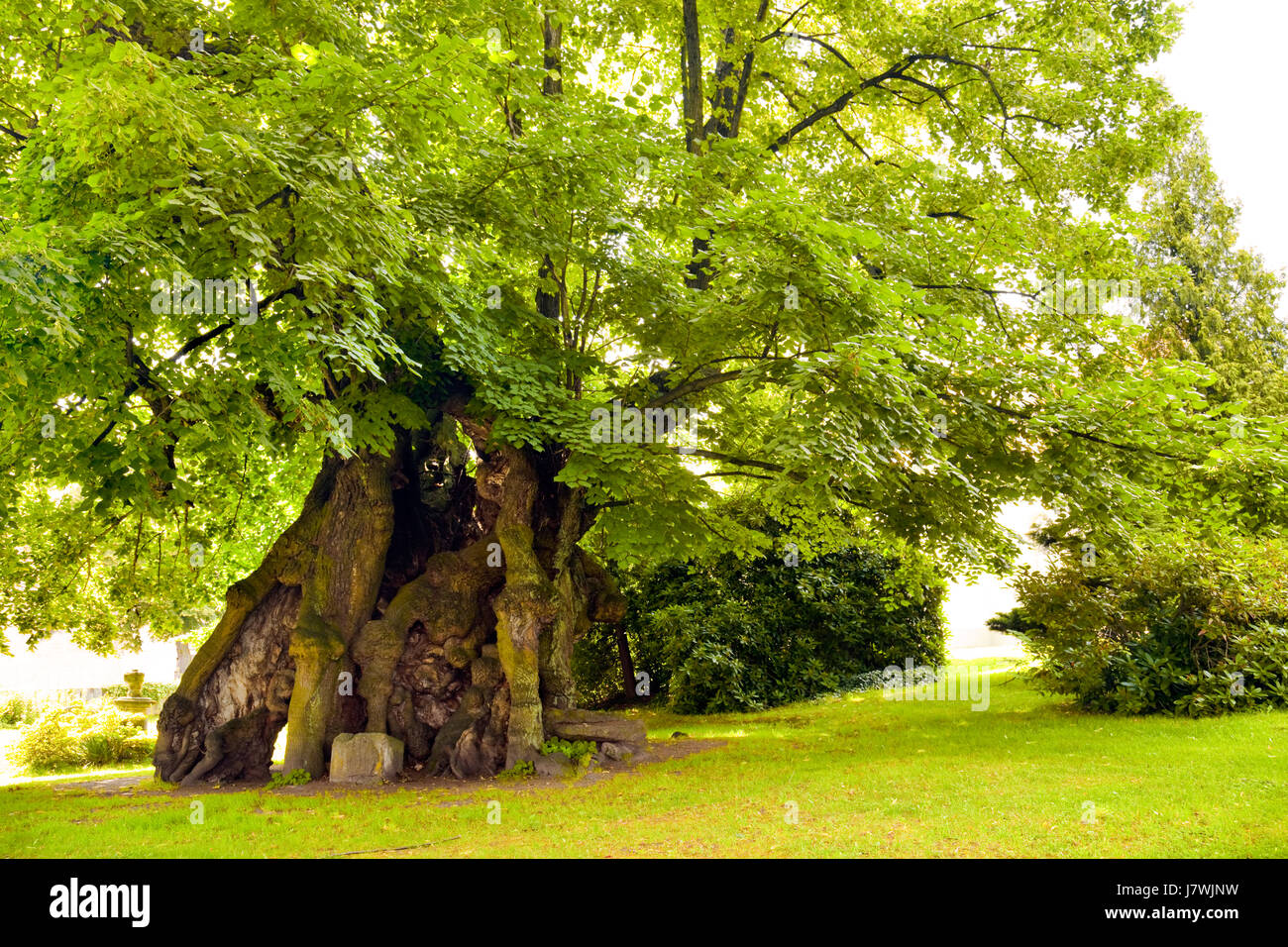 tree lime thousand old monument tree trees trunk leaves conservation of ...