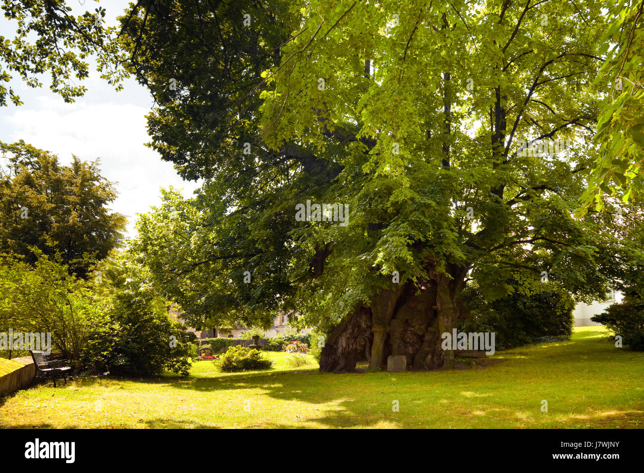 tree lime thousand old monument tree trees trunk leaves conservation of ...