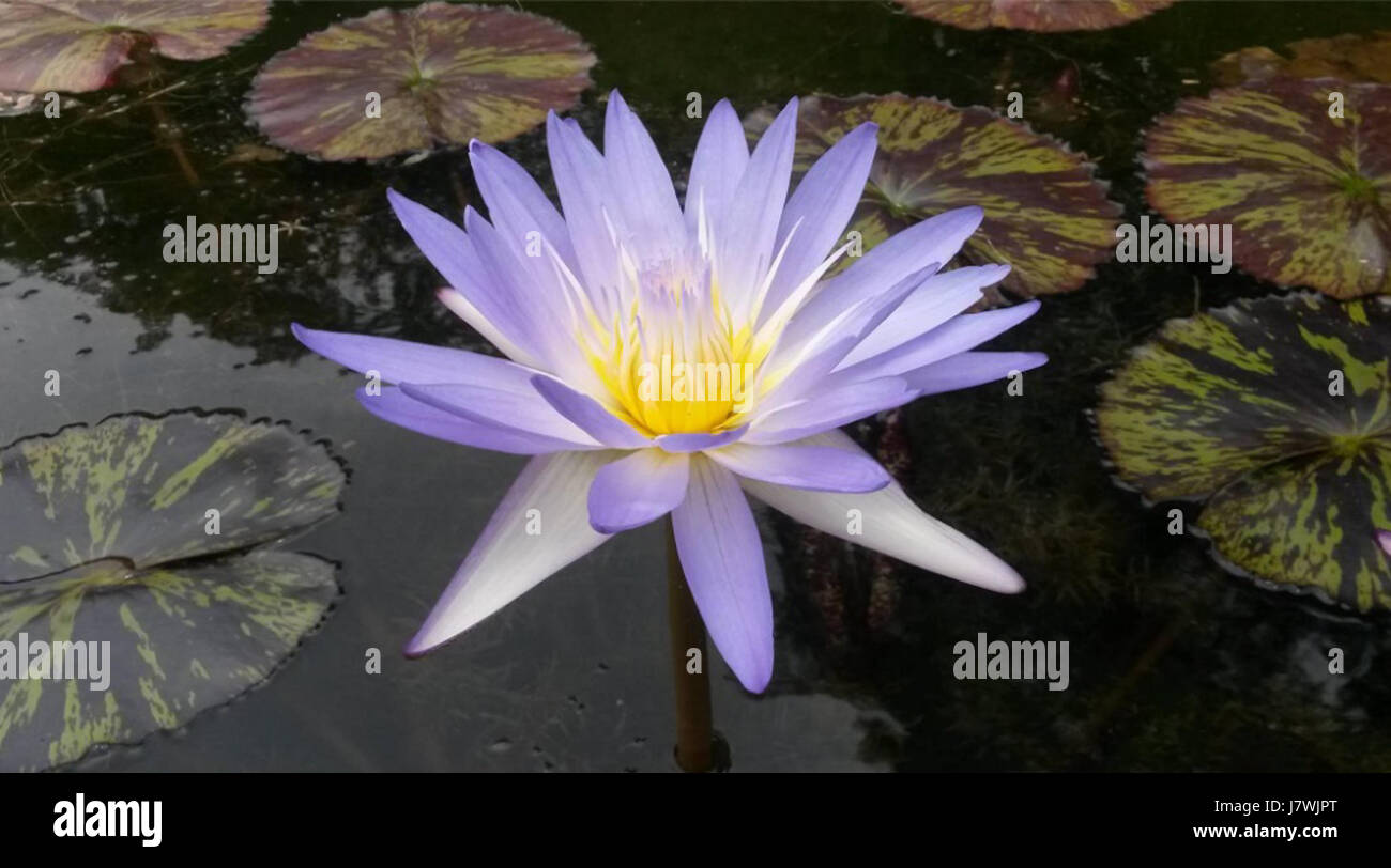 The Caracas Botanical Garden, located in Venezuela, is a well-known ...