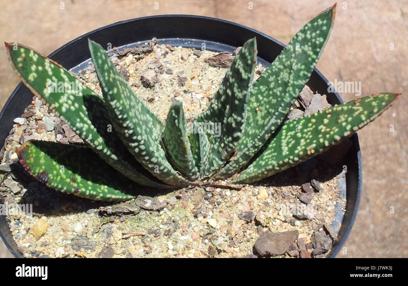 Carinata hi-res stock photography and images - Alamy