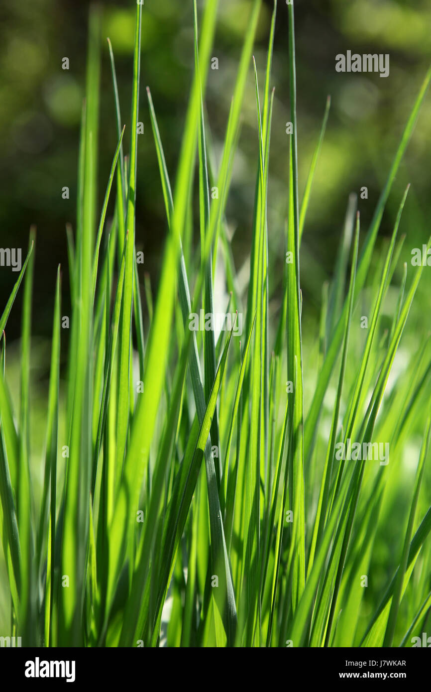 green easter spring blades blades of grass blade of grass grass meadow ...