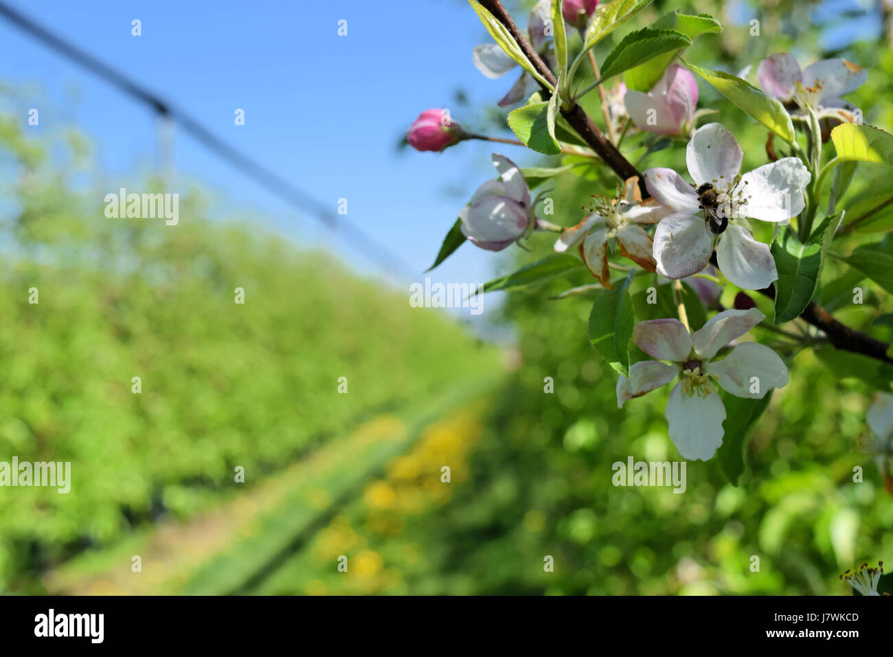 Blooming apple orchard in early springtime Stock Photo - Alamy