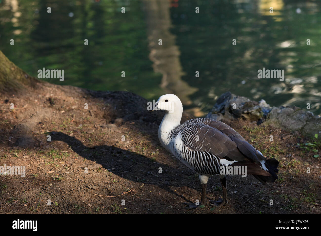 single animal bird wild male masculine america delicate goose meadow ...