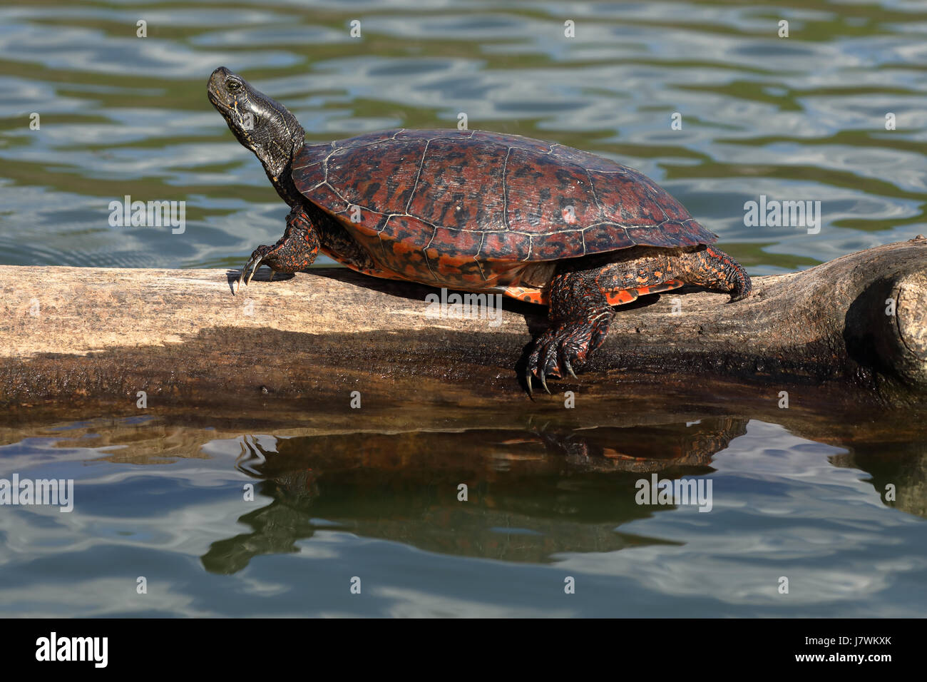 northern red-bellied turtles (Pseudemys rubriventris), Maryland ...