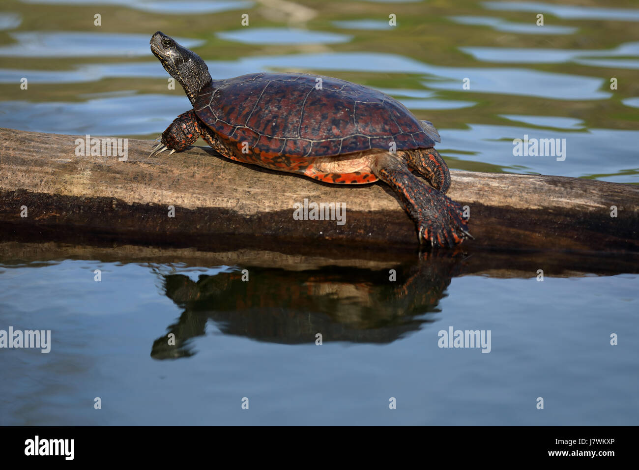 northern red-bellied turtles (Pseudemys rubriventris), Maryland ...