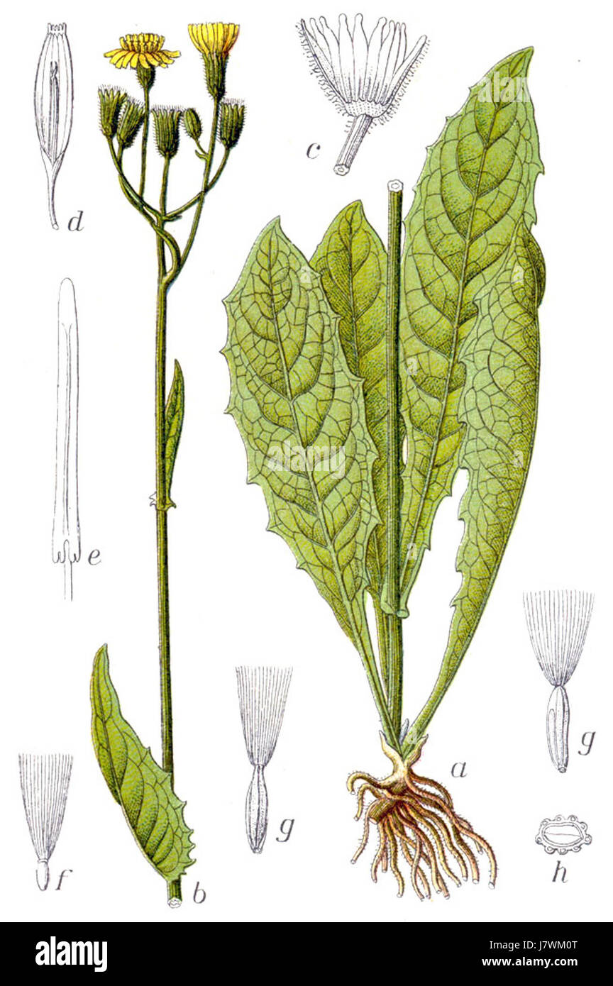 Plant crepis paludosa hi-res stock photography and images - Alamy