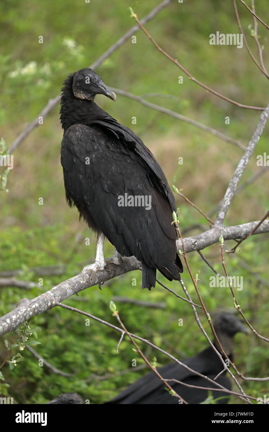 Black vulture beak hi-res stock photography and images - Alamy