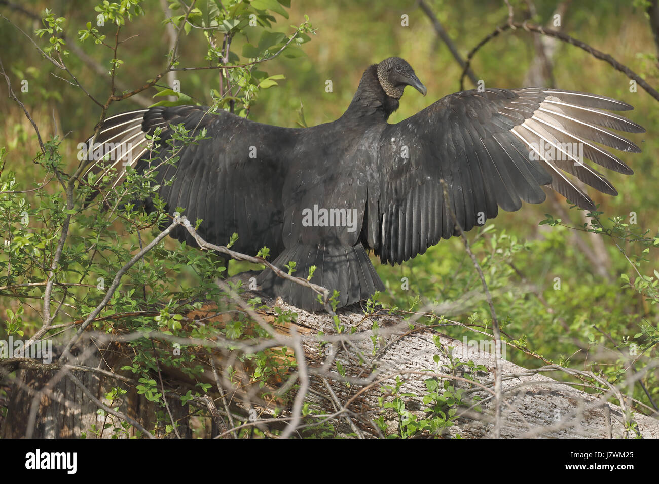 Black Vulture (Coragyps atratus Stock Photo - Alamy