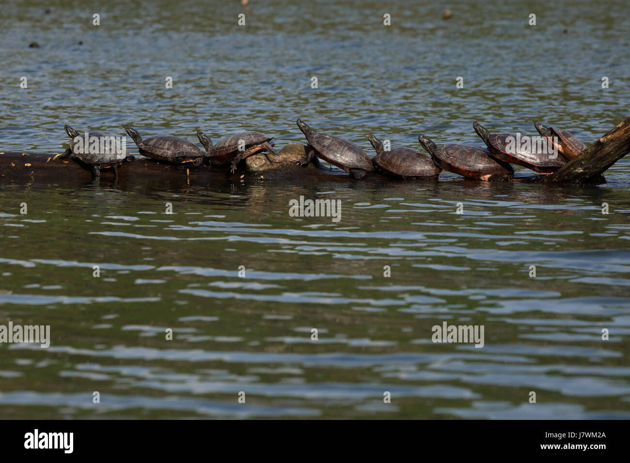 northern red-bellied turtles (Pseudemys rubriventris), Maryland ...
