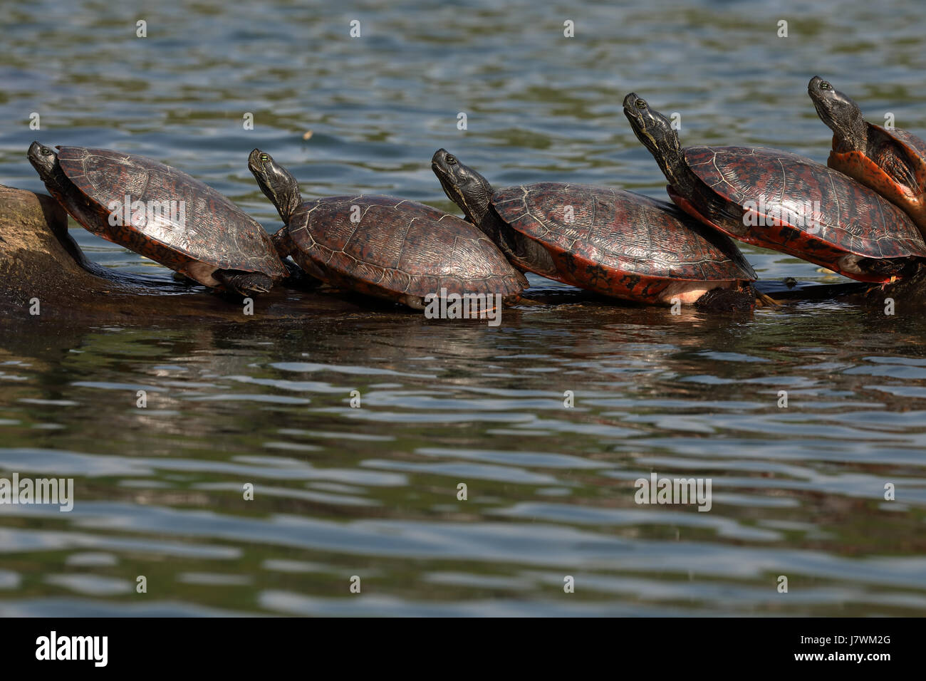 northern red-bellied turtles (Pseudemys rubriventris), Maryland ...