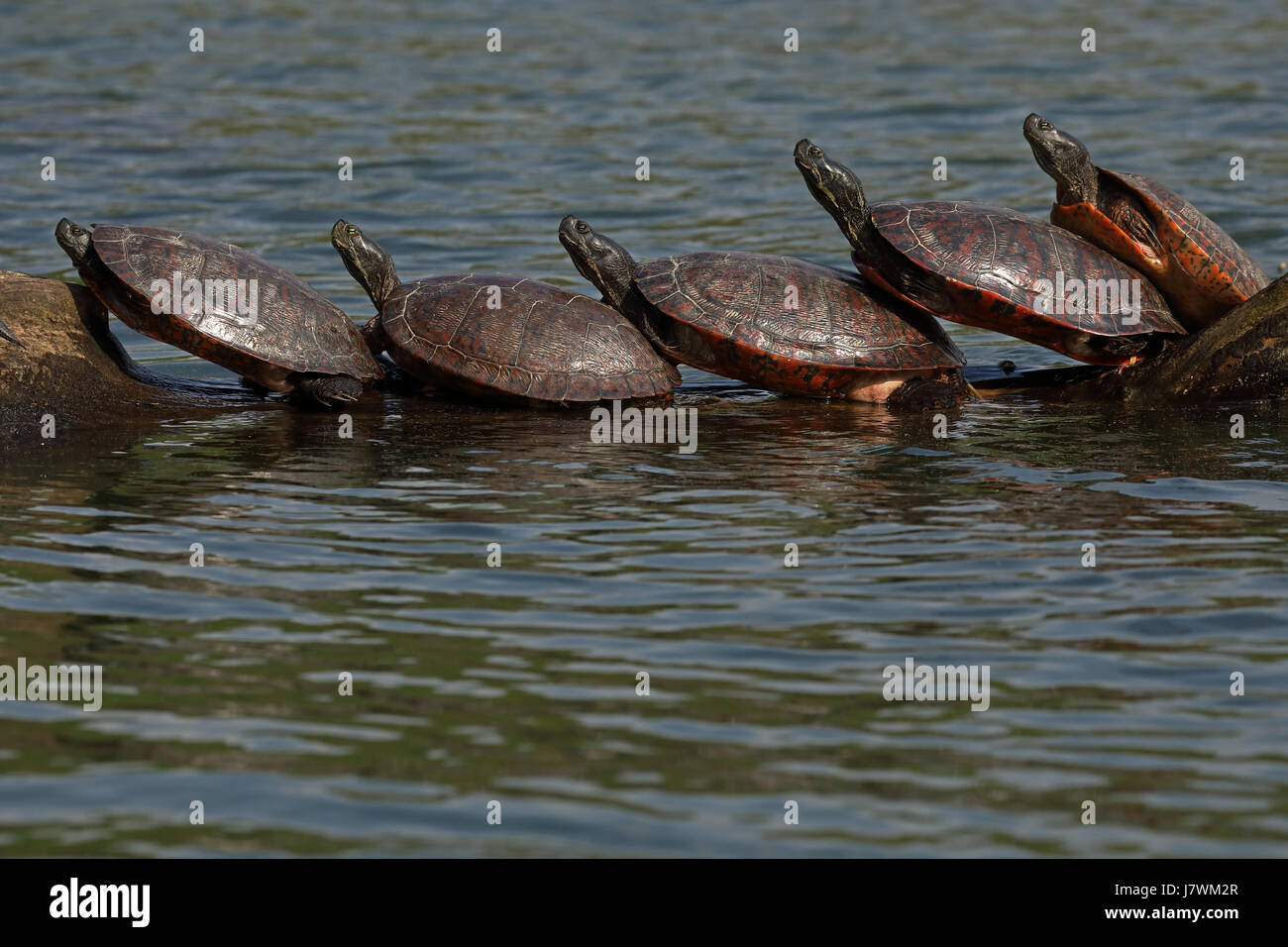 northern red-bellied turtles (Pseudemys rubriventris), Maryland ...
