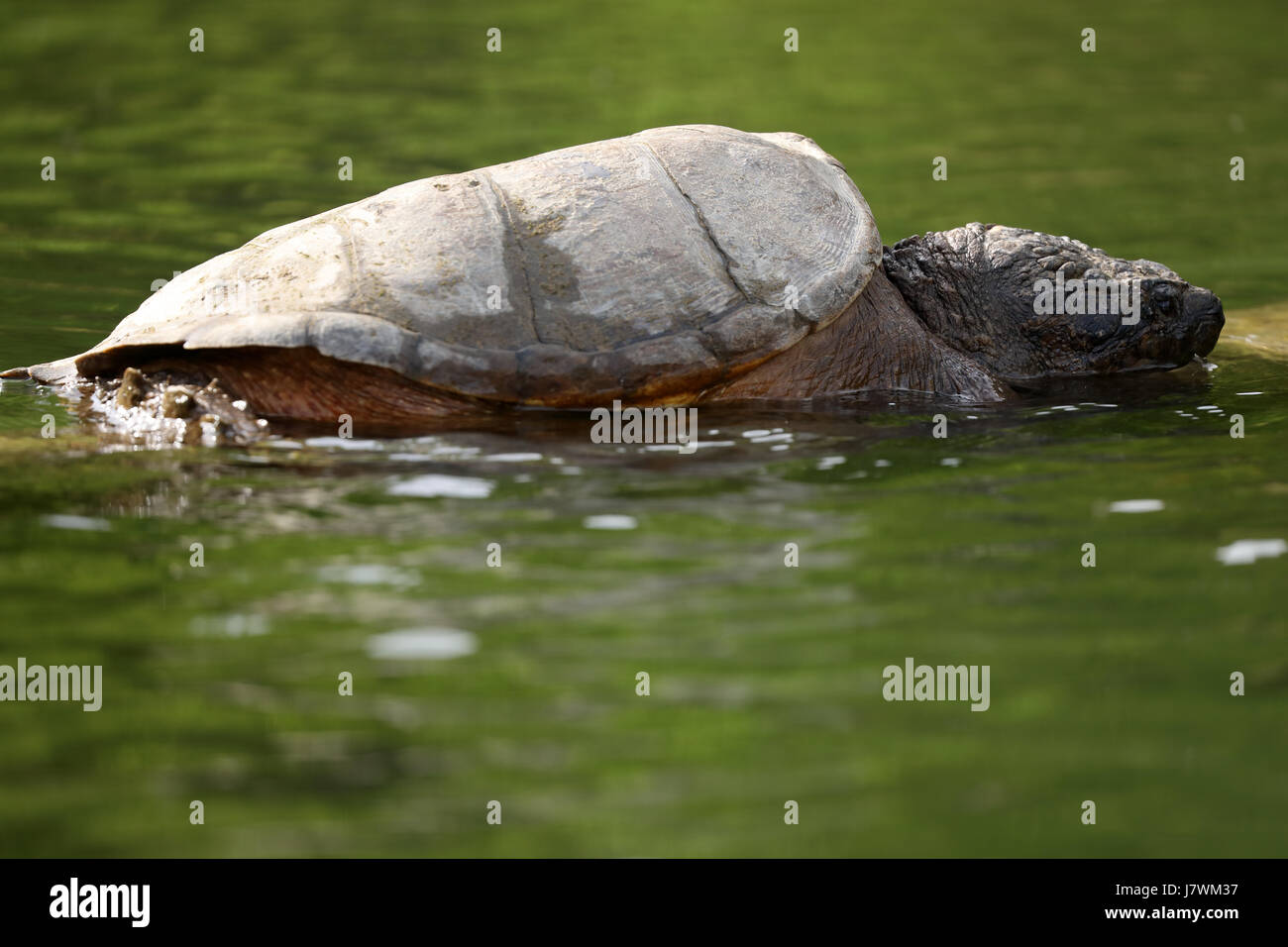 Snapping turtle, Chelydra serpentina, basking on log, Maryland Stock ...