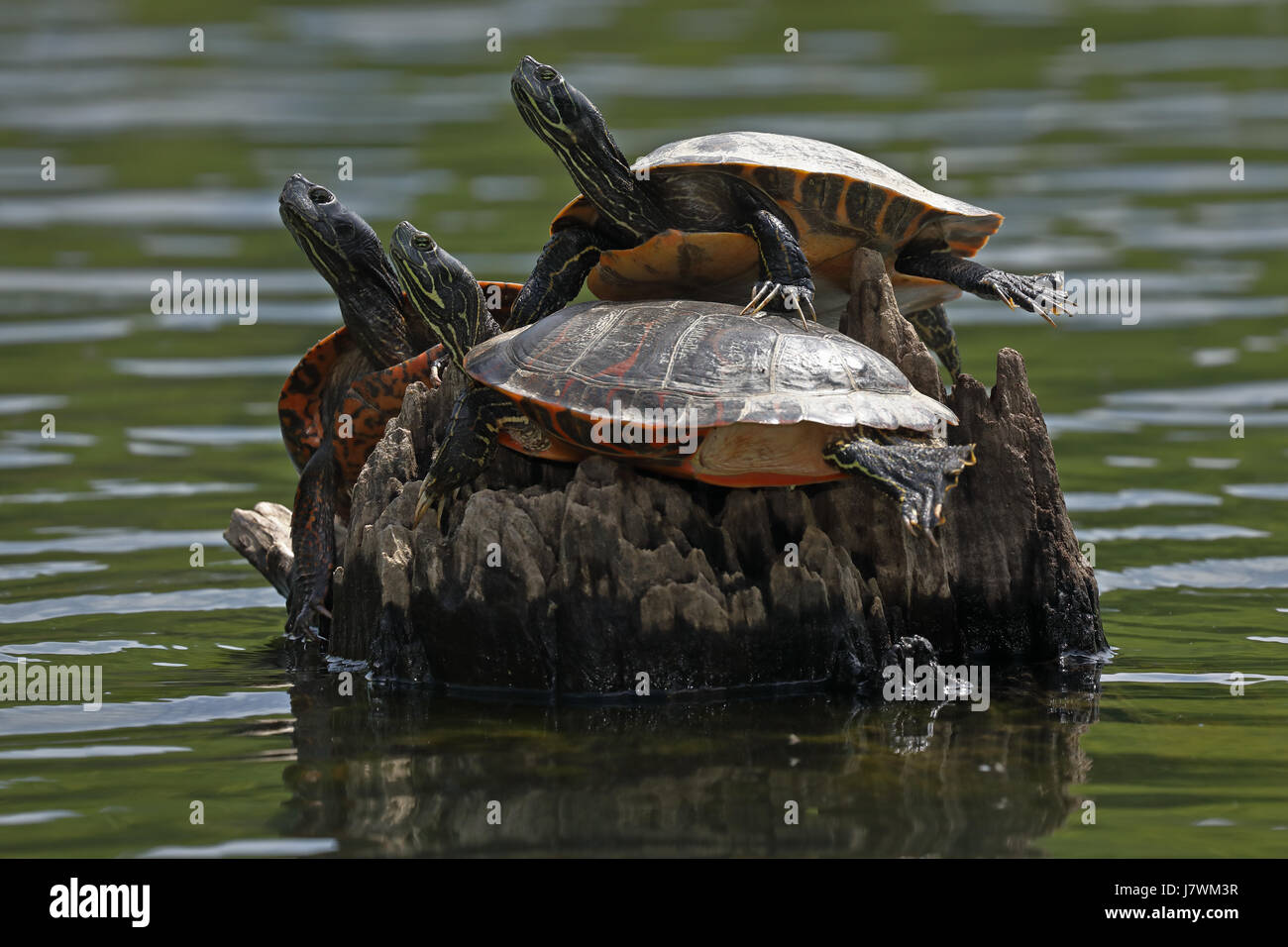 northern red-bellied turtles (Pseudemys rubriventris), Maryland ...