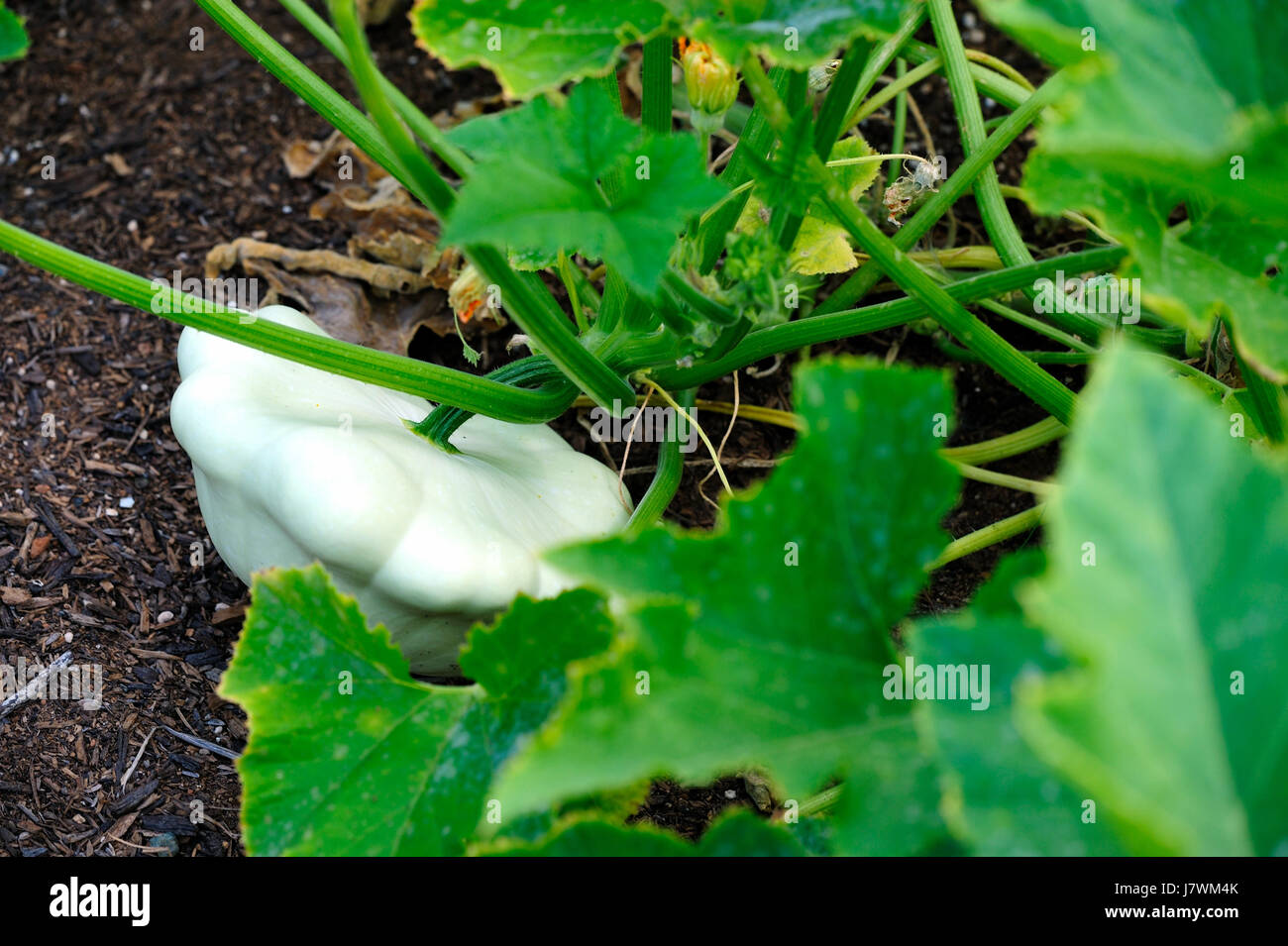 food aliment dirt vegetable growth grow edible acorn squash vine grape ...
