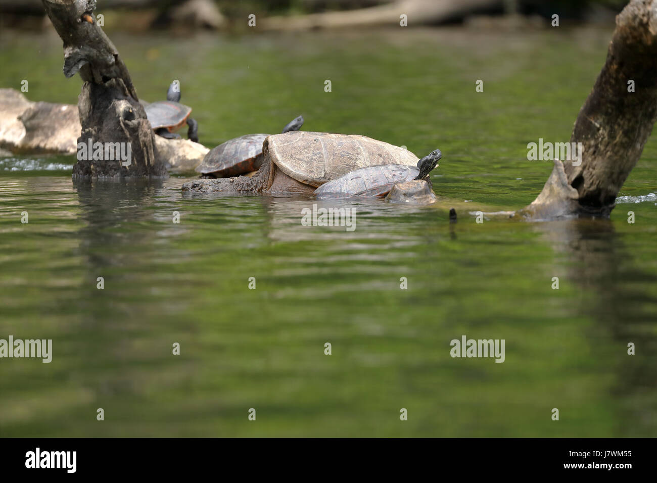 Snapping turtle behaviour hi-res stock photography and images - Alamy