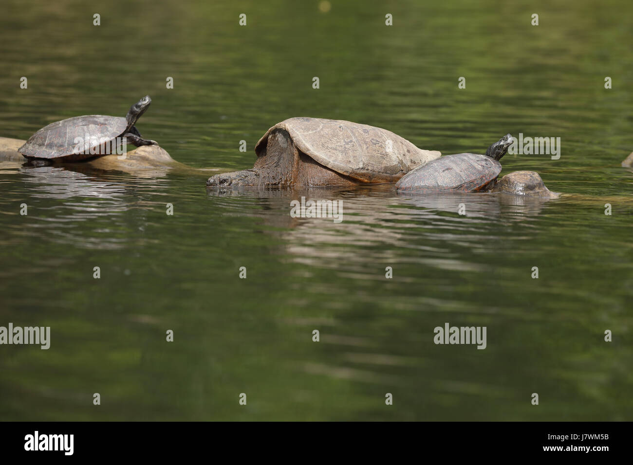 Snapping turtle, Chelydra serpentina, basking on log, with red-bellied ...