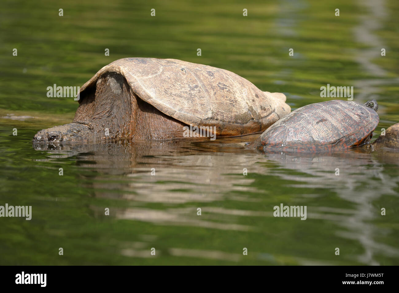 Snapping turtle, Chelydra serpentina, basking on log, with red-bellied ...