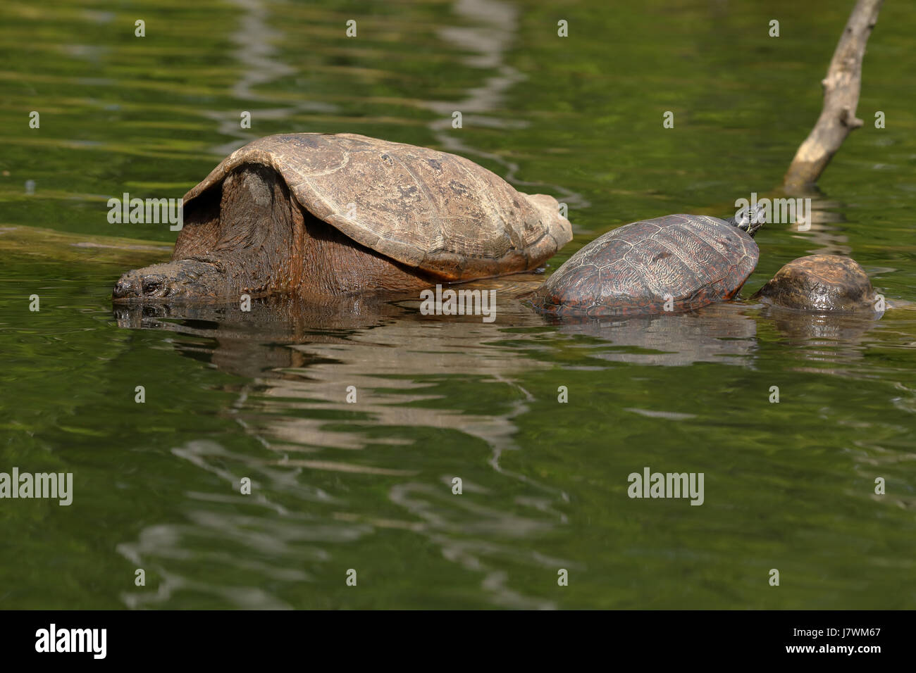 Snapping turtle, Chelydra serpentina, basking on log, with red-bellied ...