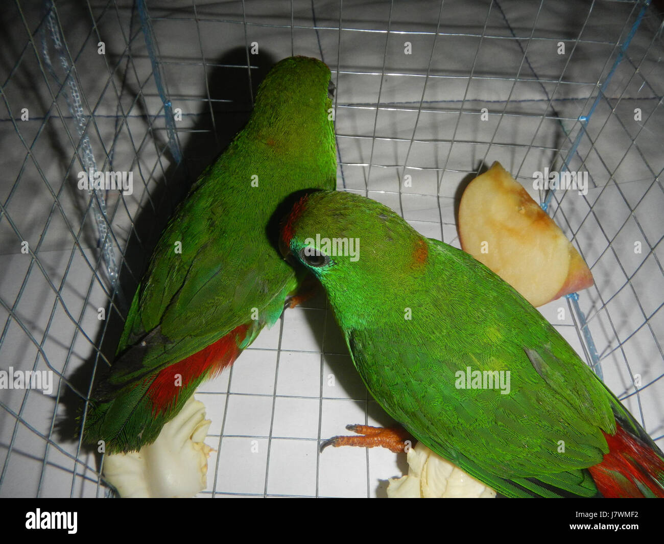 The Philippine Hanging Parrot is a vibrant bird species found in the ...