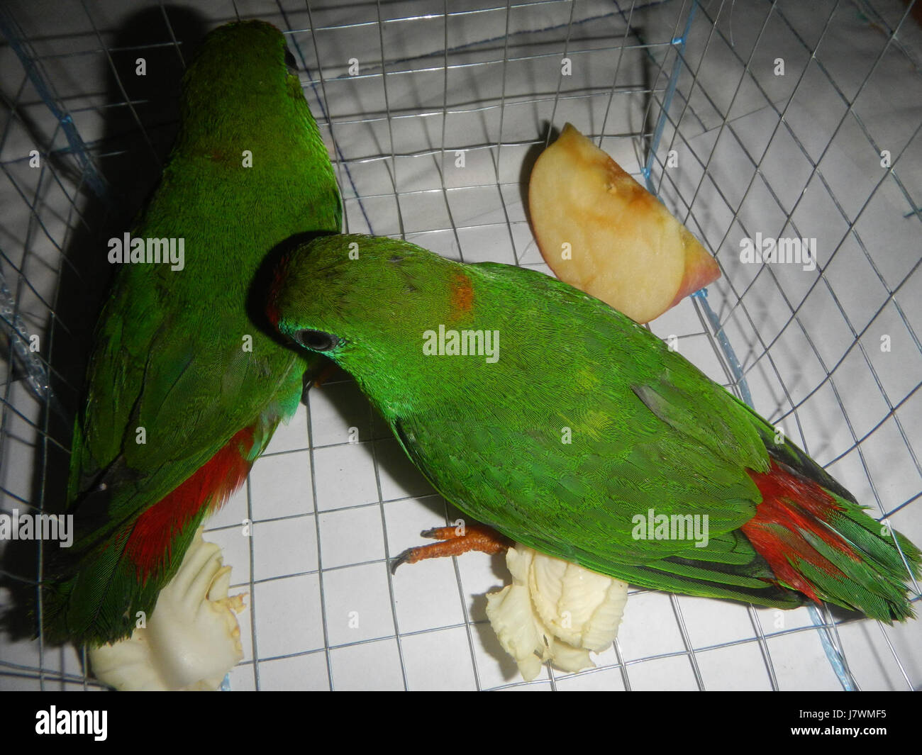 The Philippine Hanging Parrot, also known as the Colasisi, is native to ...