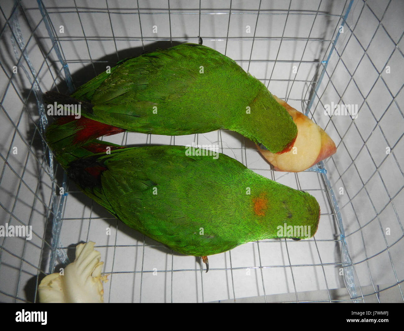 09949 Philippine Hanging Parrot Bulacan 03 Stock Photo - Alamy