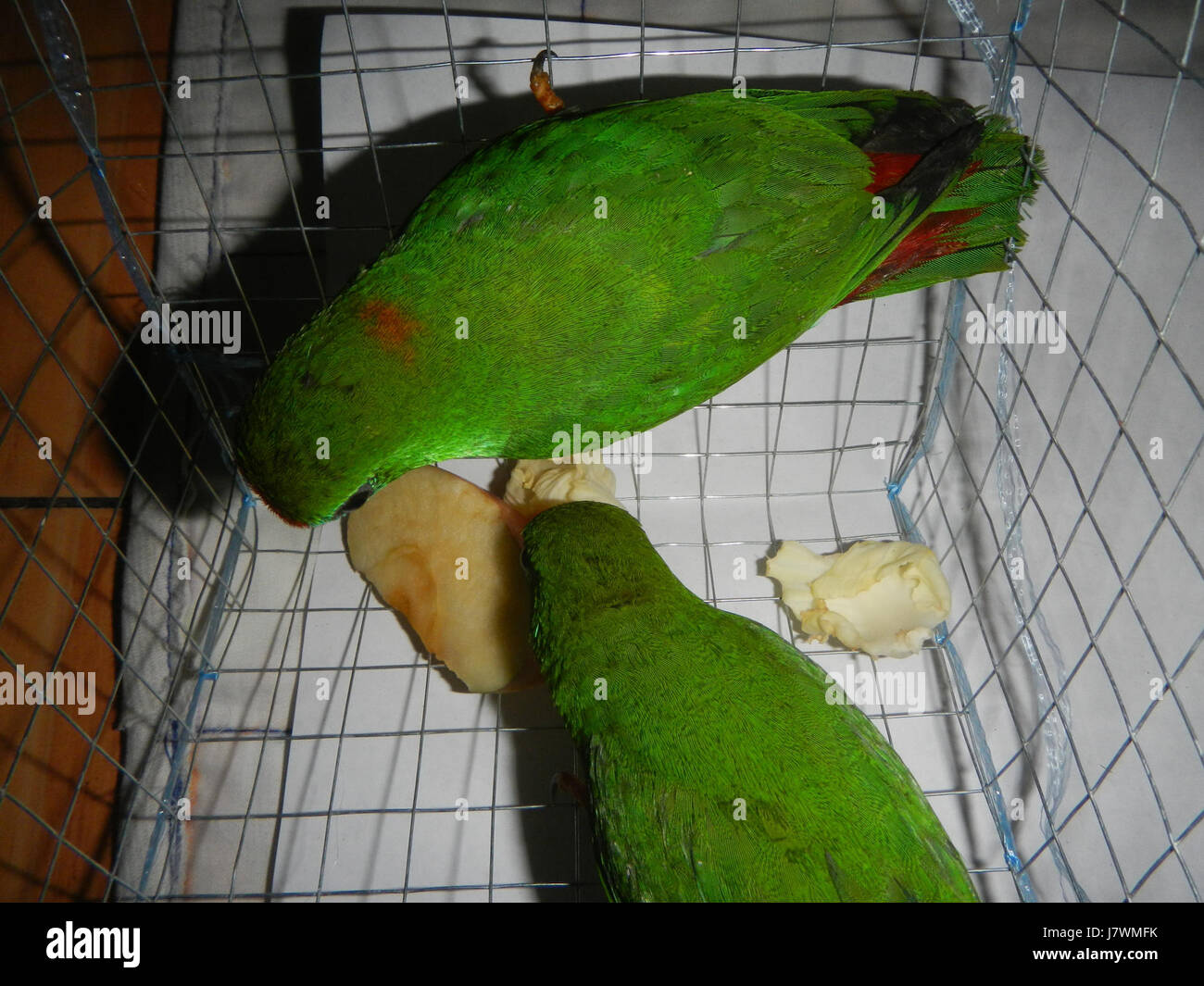 Philippine hanging parrot hi-res stock photography and images - Alamy