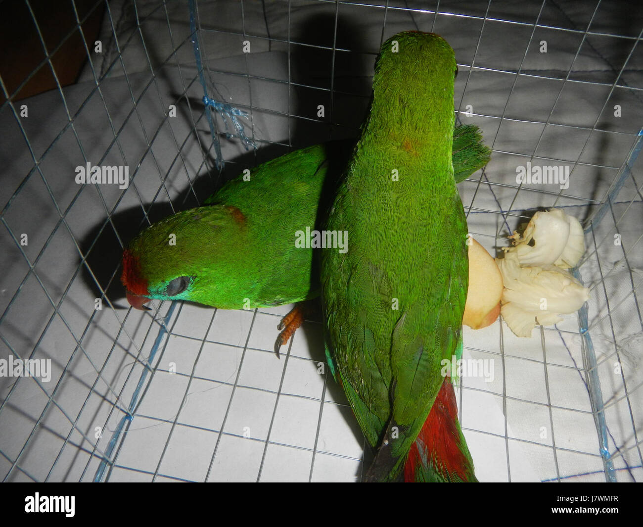 09949 Philippine Hanging Parrot Bulacan 06 Stock Photo - Alamy