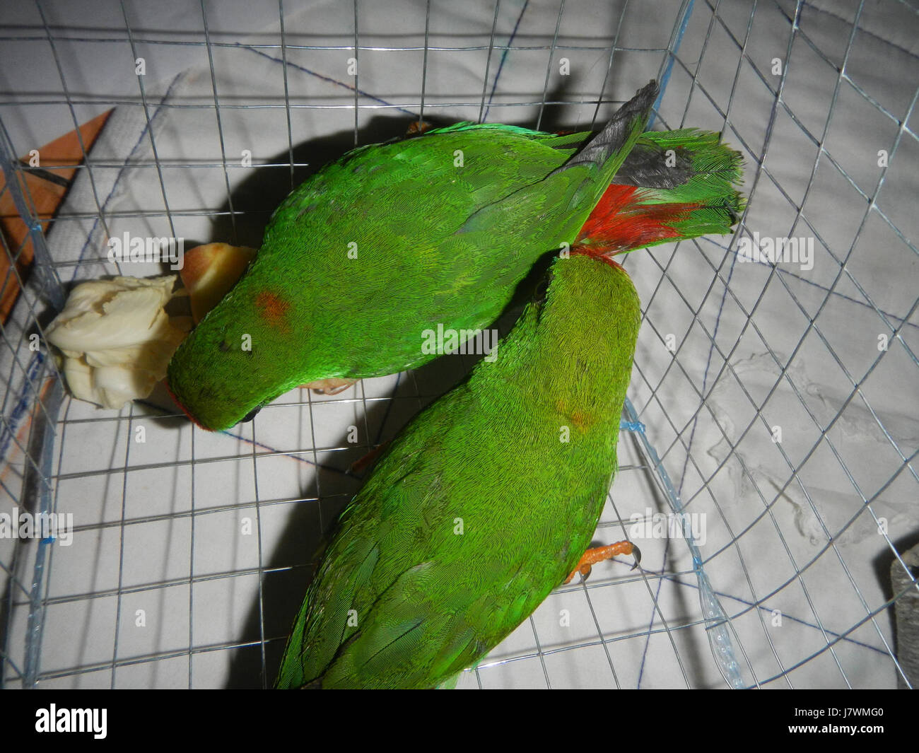 Philippine hanging parrot hi-res stock photography and images - Alamy