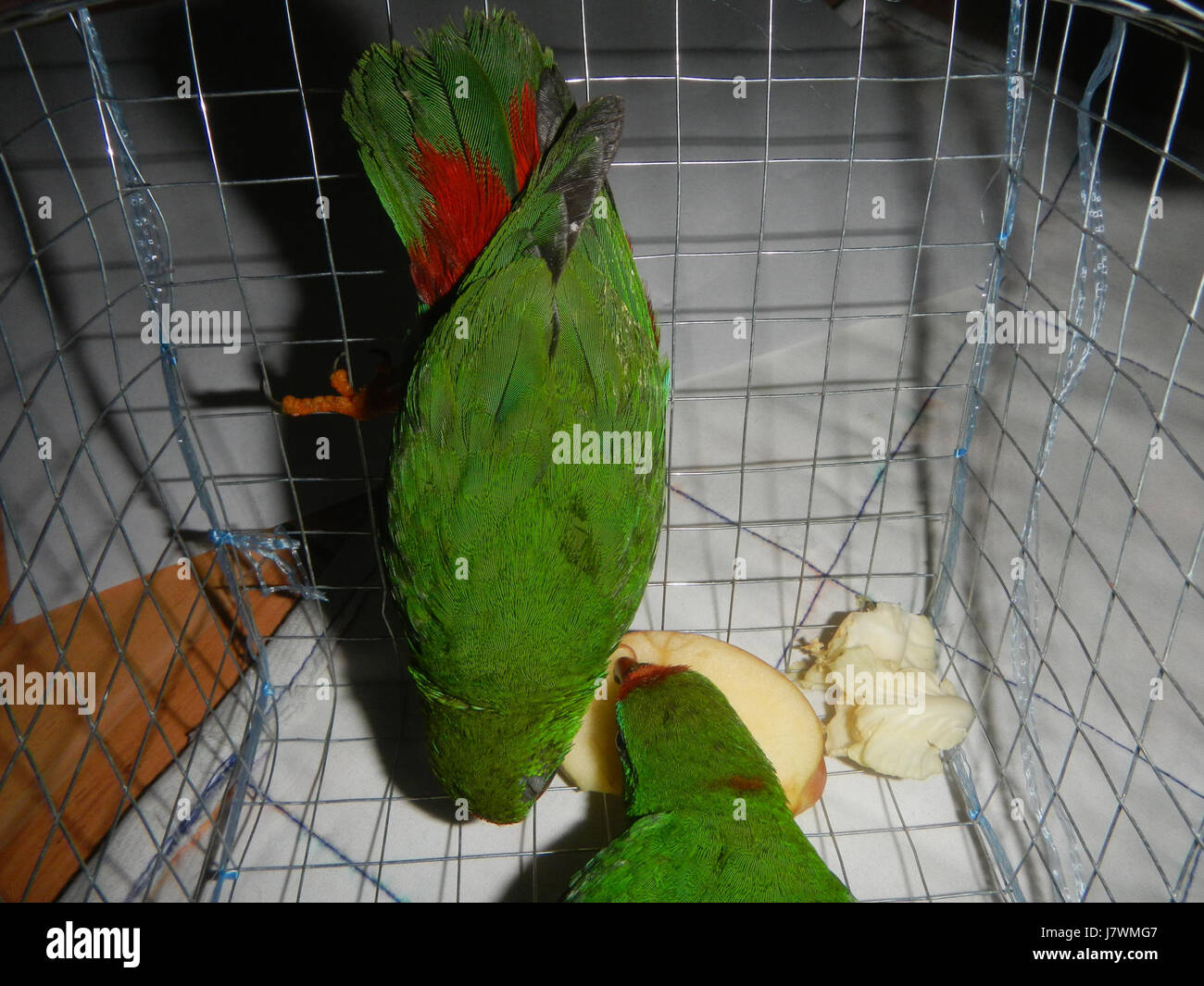 Philippine hanging parrot hi-res stock photography and images - Alamy