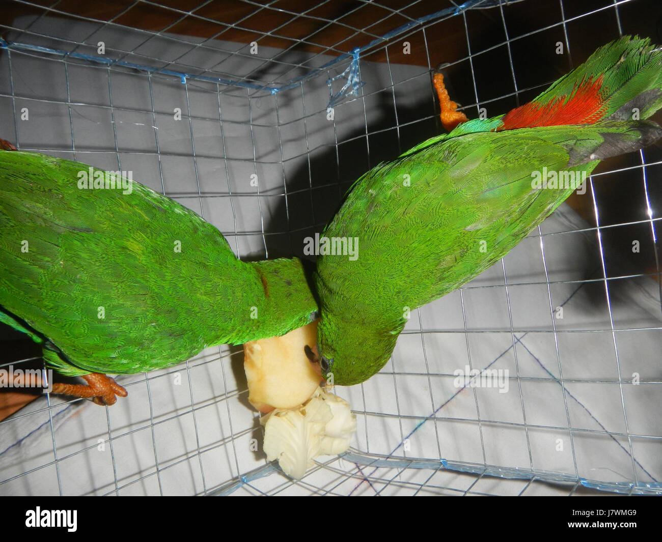 Philippine hanging parrot hi-res stock photography and images - Alamy