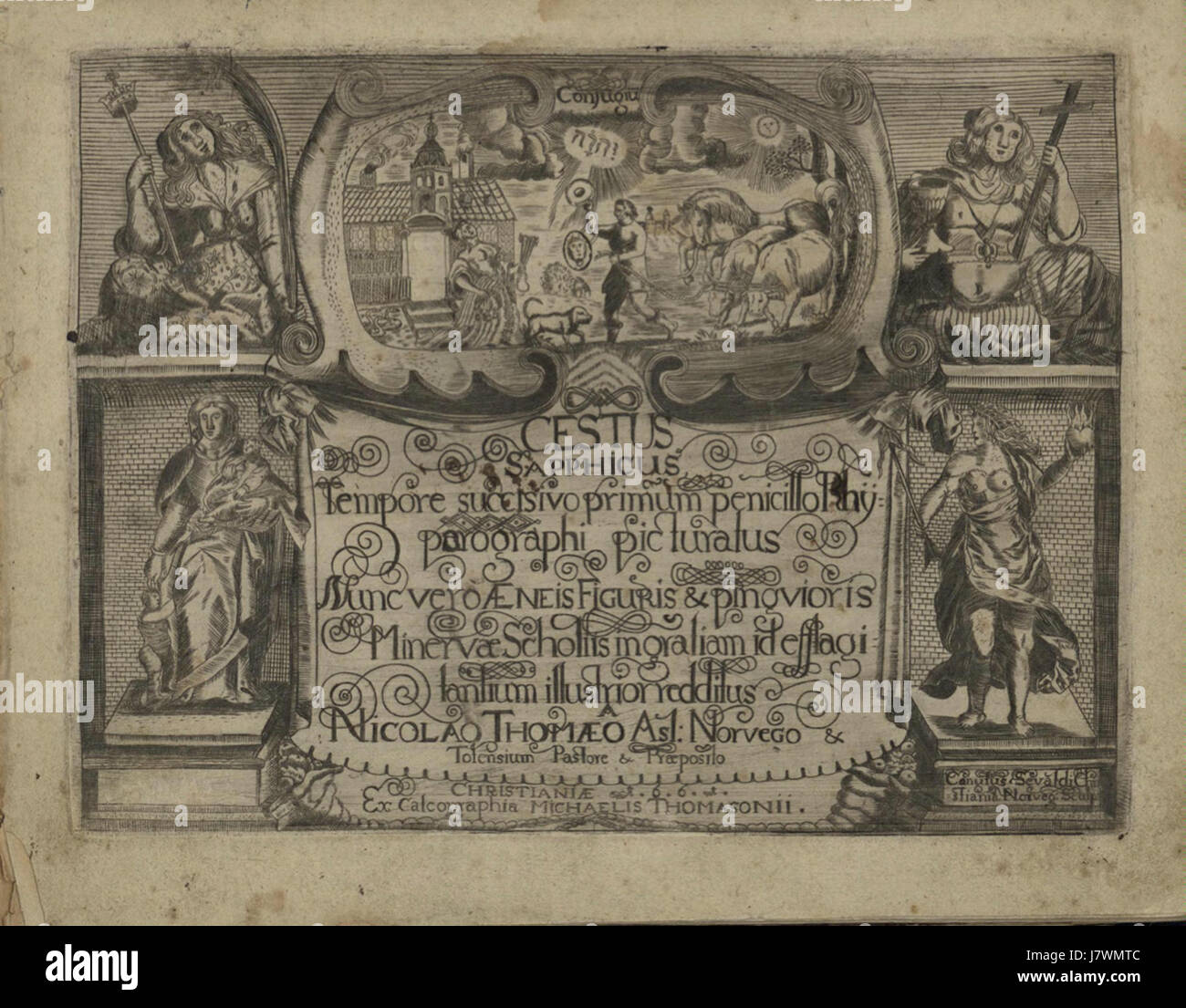 Cestus hi-res stock photography and images - Alamy