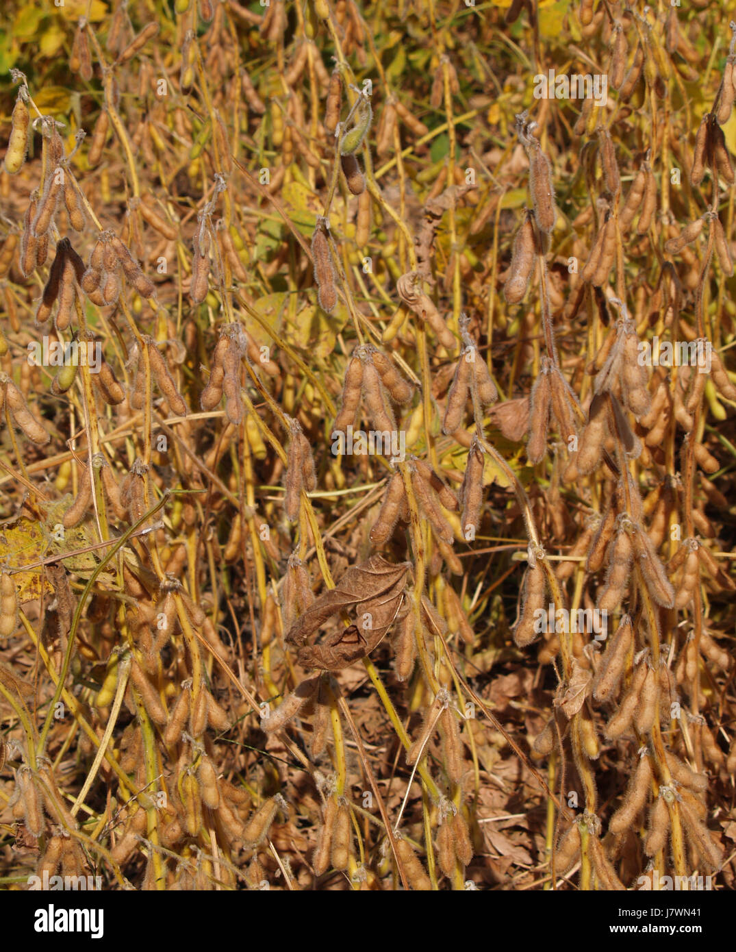 close agriculture farming field farm up on landscape scenery ...