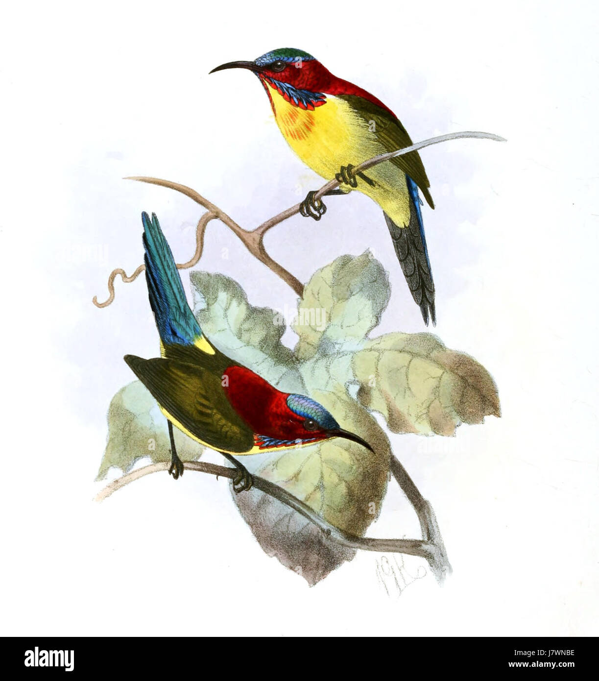 Indian sunbird hi-res stock photography and images - Alamy