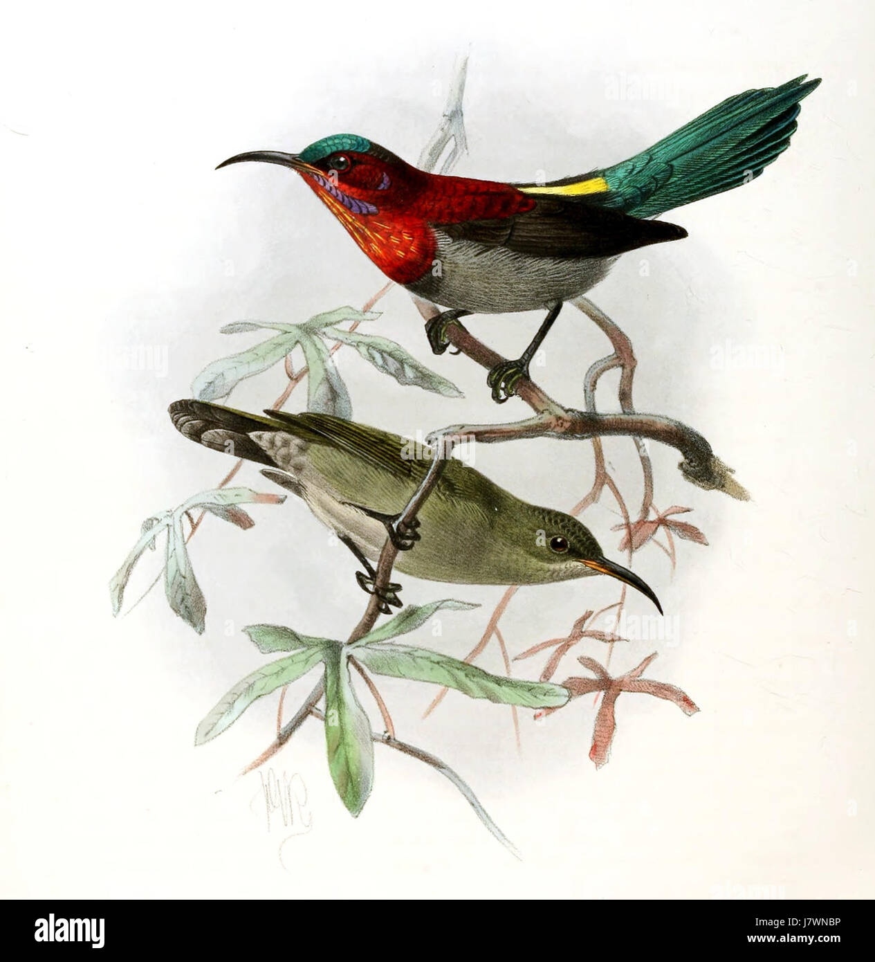 Aethopyga vigorsi Keulemans Stock Photo - Alamy