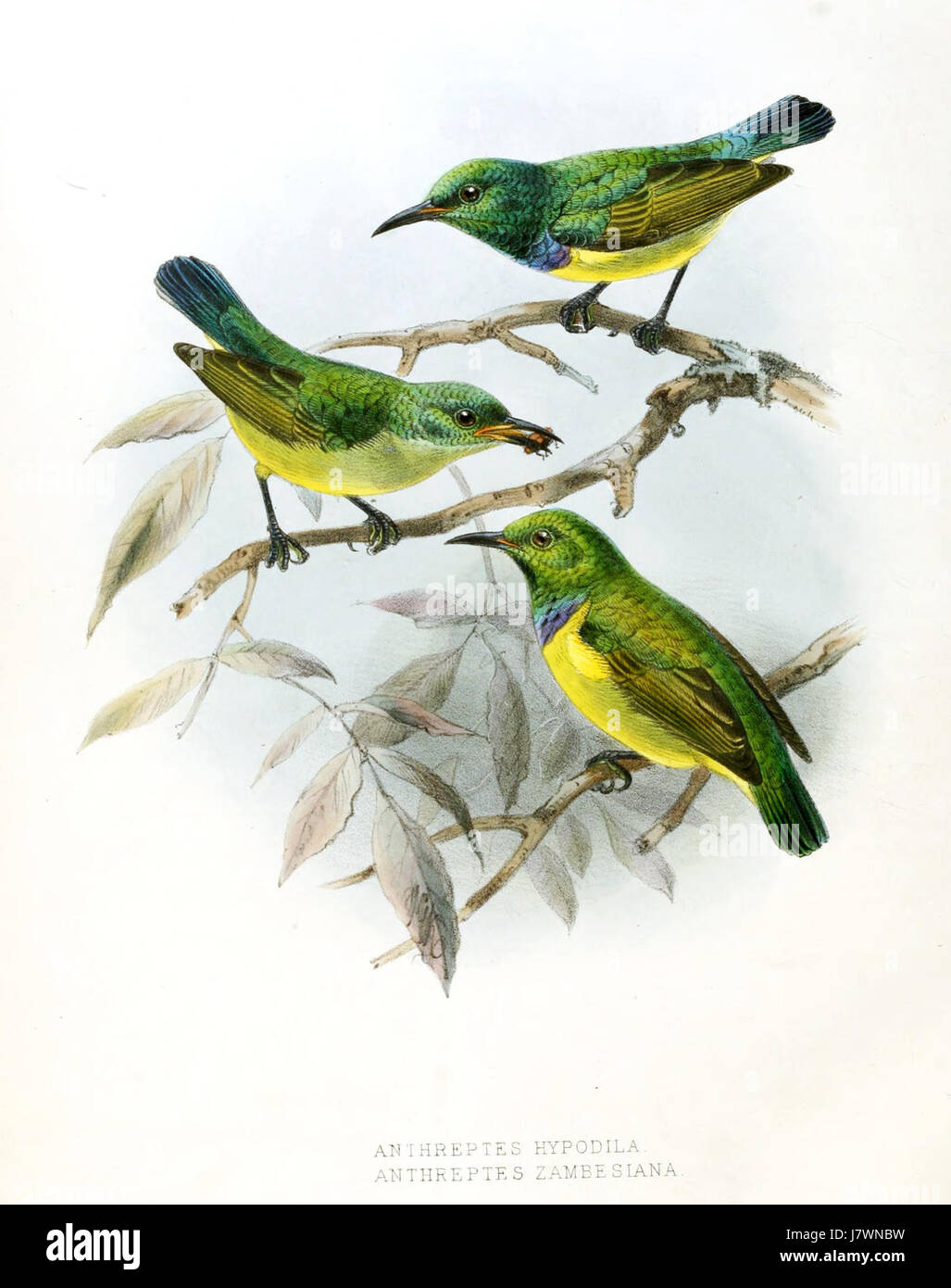 The illustration of Anthodiaeta collaris hypodila zambesiana by ...