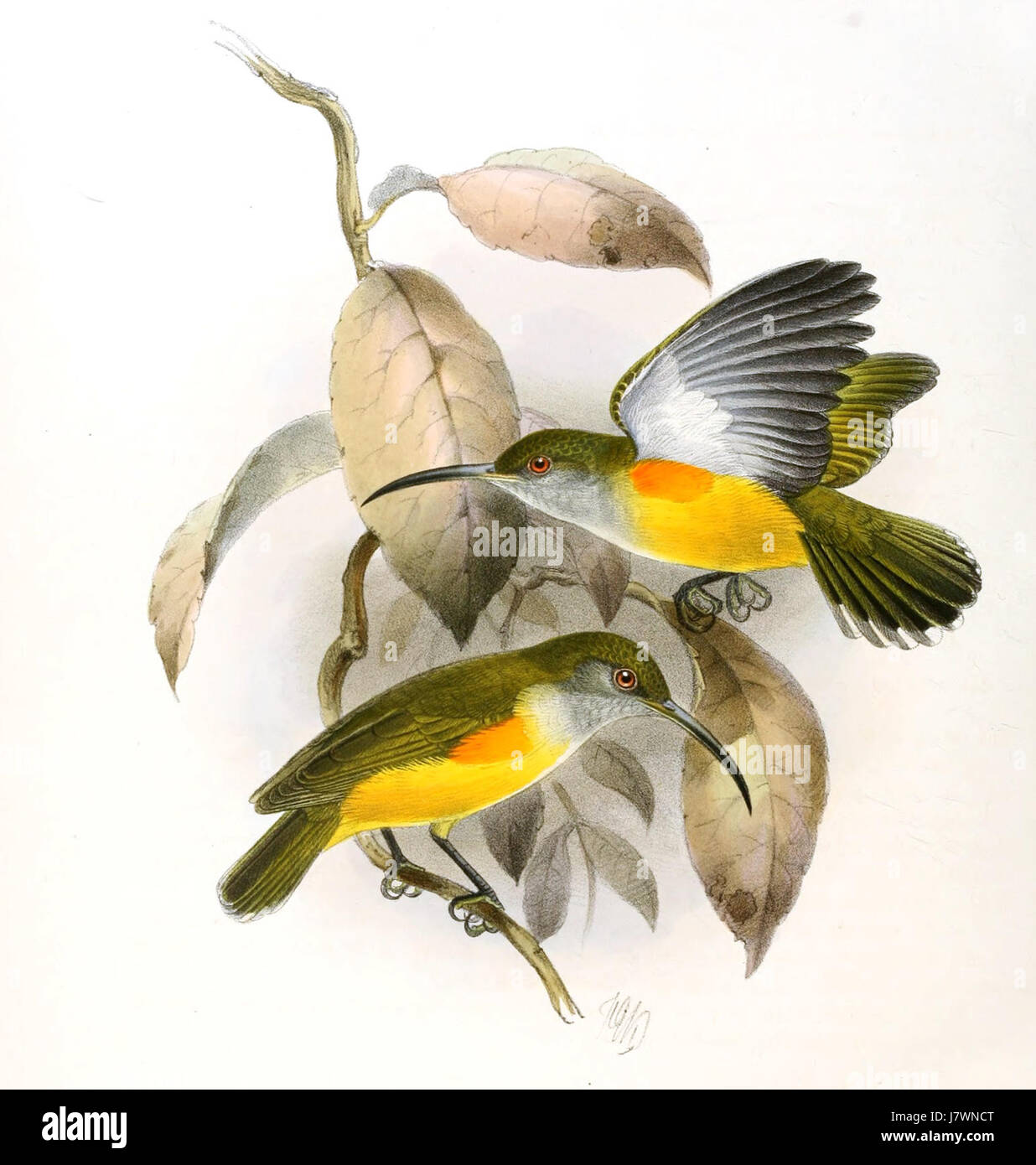 Arachnothera flammifera, also known as the flame-throated sunbird, is a ...