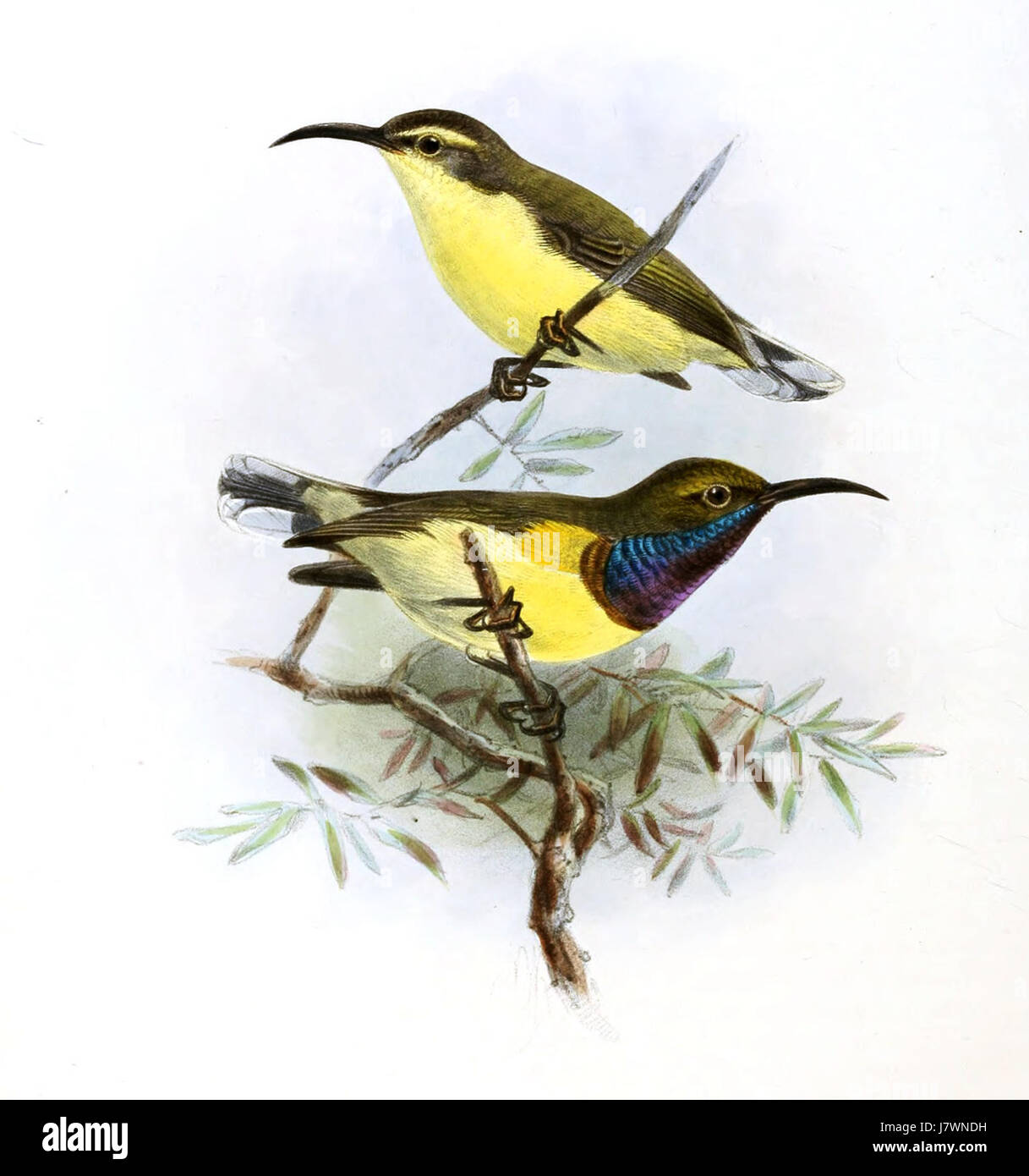 Cinnyris jugularis andamanicus is a subspecies of sunbird, known for ...