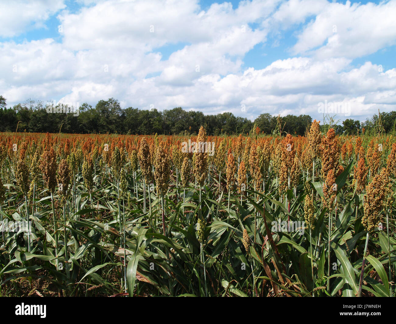 Georgia farm farming agriculture hi-res stock photography and images ...